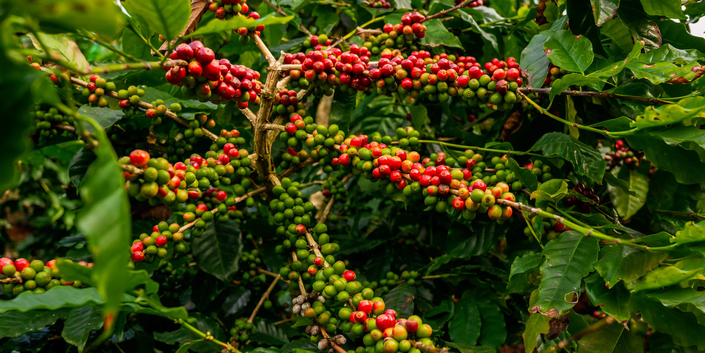 ¿Por qué un mismo café de una misma zona puede tener sabores y perfile ...